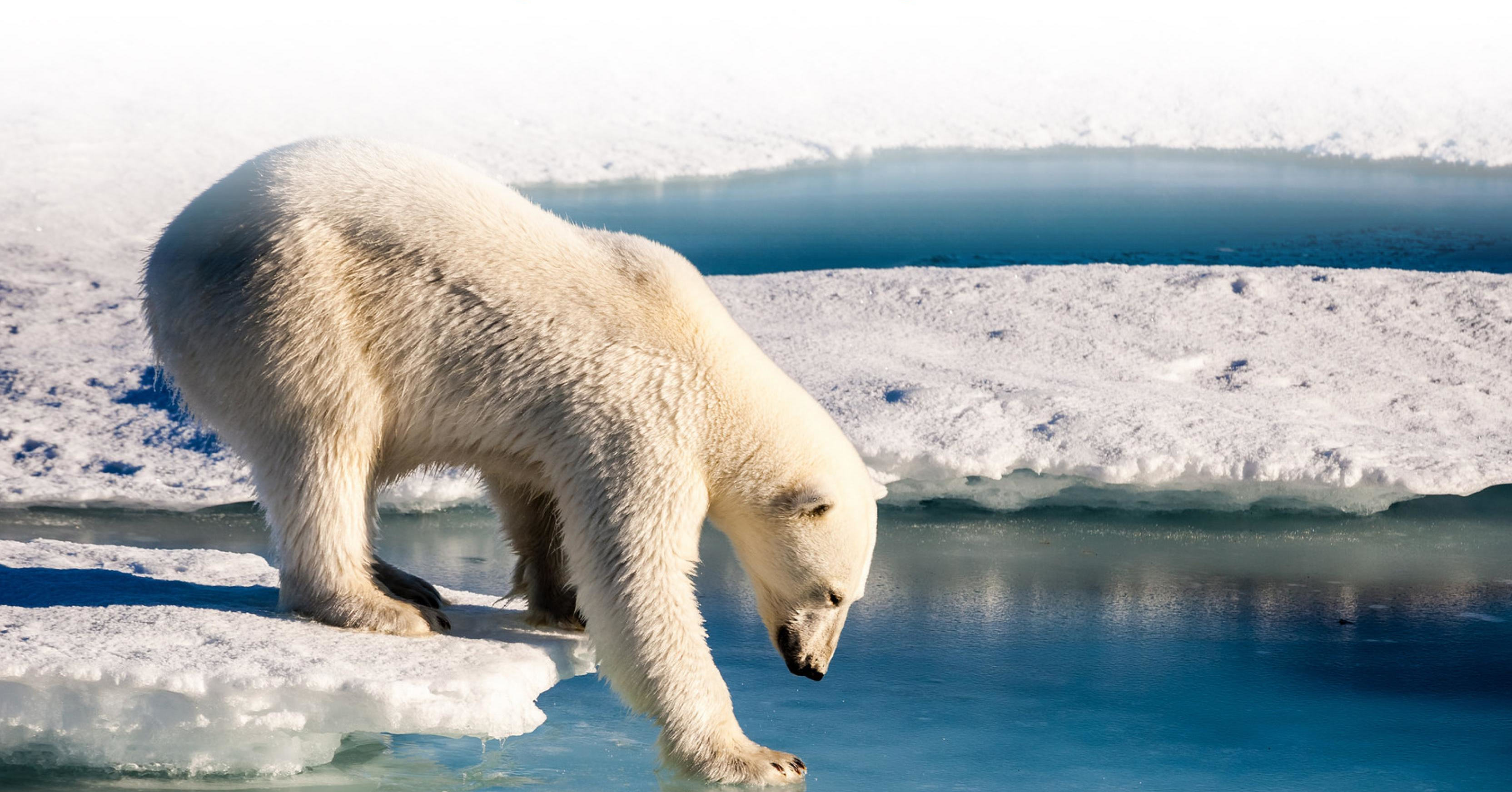 A Roma l’Arctic Circle Forum - Polar Dialogue 2026 | Ministero dell ...